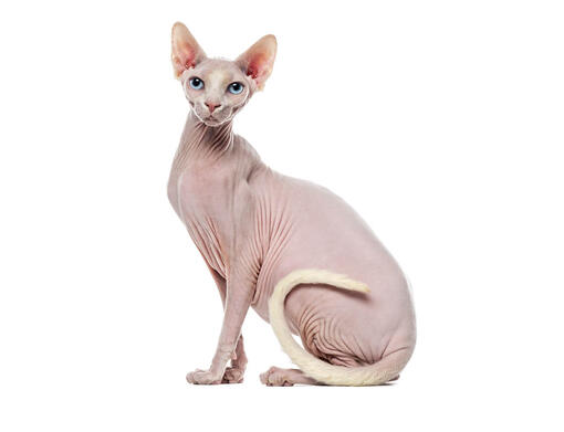 Información sobre la raza de gato Sphynx | Purina Información sobre la raza de gato Sphynx | Purina
